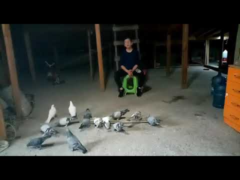 Güvercinler Eşliğinde, Ötme Bülbül Kasidesi. İlahici Yunus Emre Yücel