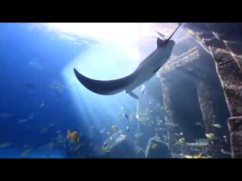 Tour The Dig Sunken Ruins Marine Life Exhibit at Atlantis Bahamas ...