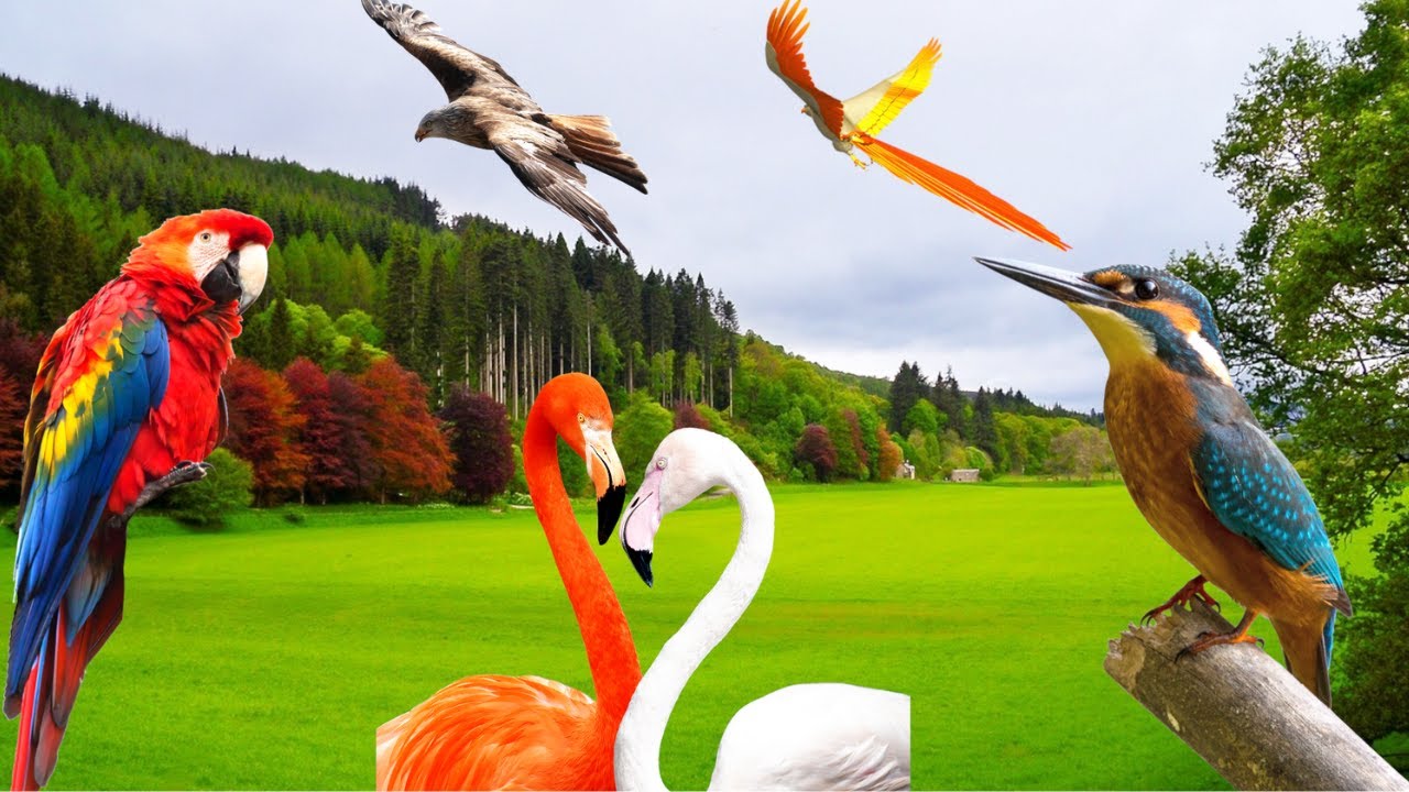 Birds Name And Sound _ Learn 24 Different Species Of Birds - YouTube