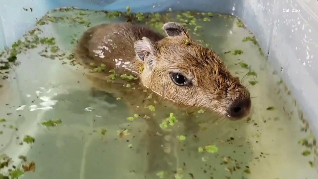 Giant Baby Rodent Finds a Home After Rejected by Mother - YouTube