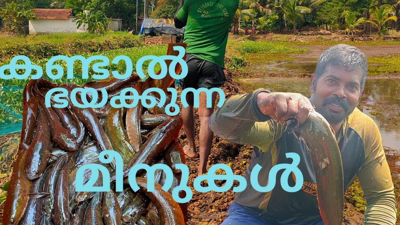 ഈ കുളത്തിൽ ഇത്രയും മീനോ😱 ഒരു കിടിലം മീൻപിടുത്തം#kerala #fishing #fish # ...