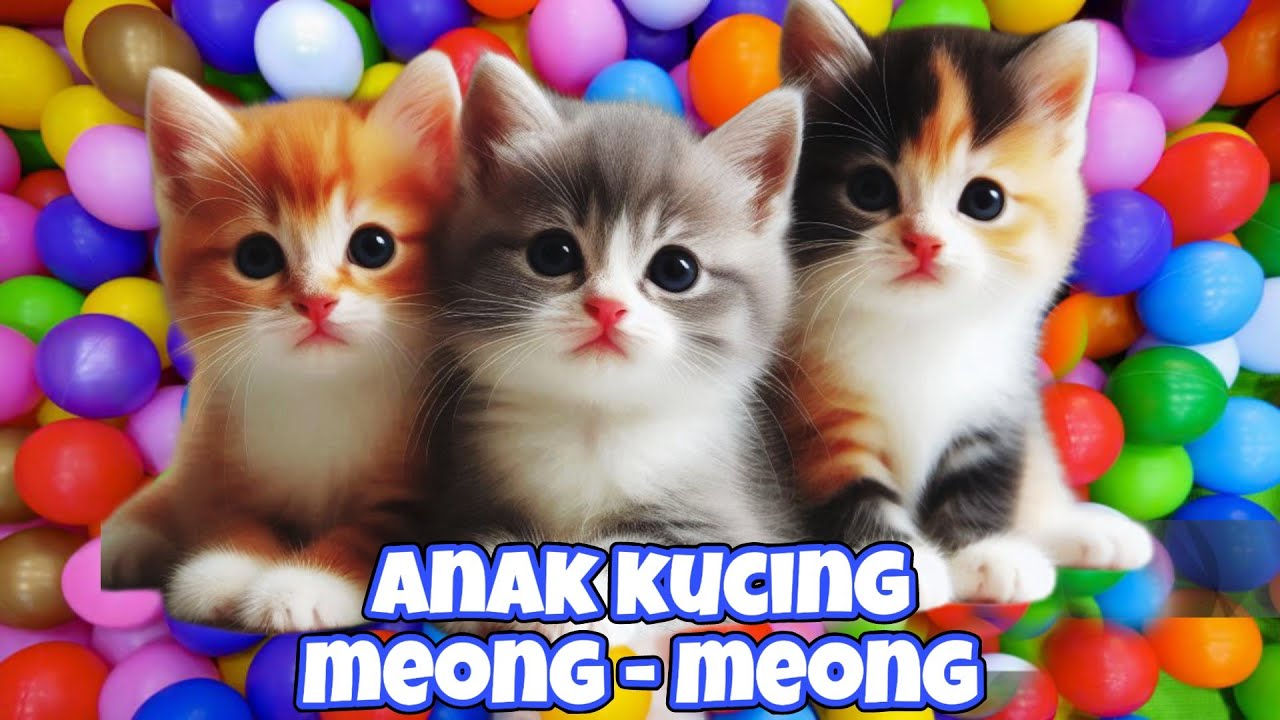 Anak Kucing Meong Meong ‼️ KUCING LUCU BANGET BIKIN GEMES !! KUCING MEONG MEONG - YouTube