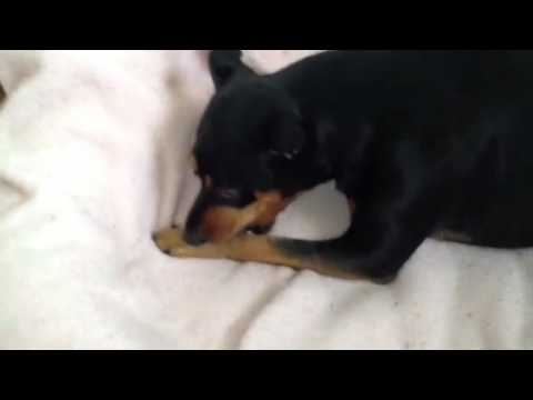 Mean little dog - YouTube