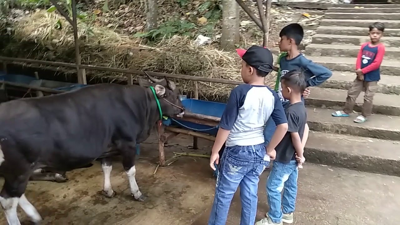 Sapi Sapi Raksasa Depok - YouTube
