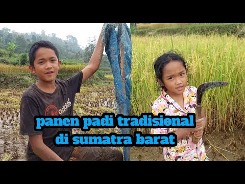 PANEN PADI TRADISIONAL DI SUMATERA BARAT #SUMATERABARAT - YouTube