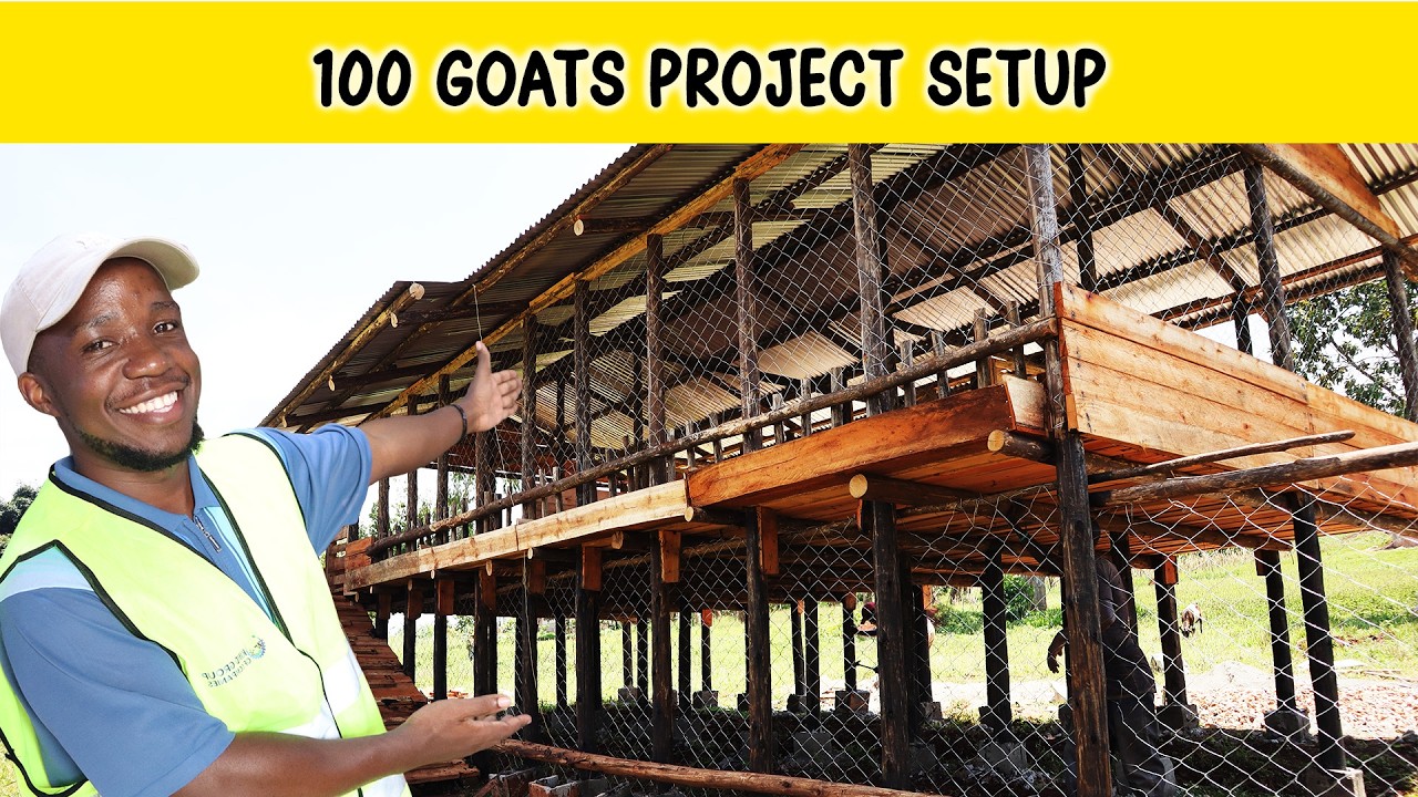 Ultimate Guide to Building a Zero Grazing Structure for 100 Goats ...