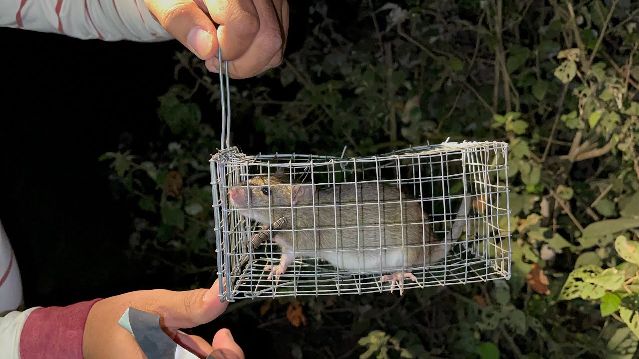 Mouse Trap At Filed - Very Easy - YouTube