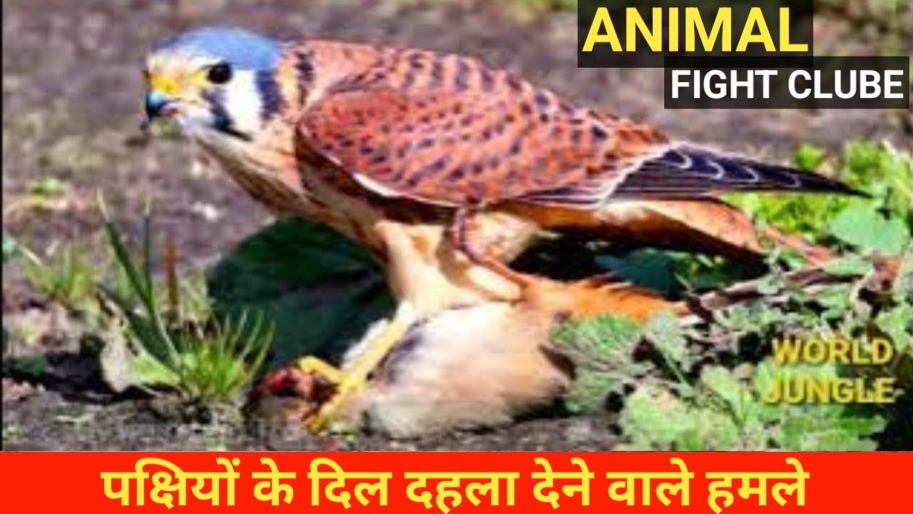 पक्षियों के दिल दहला देने वाले हमले | Shocking Bird Attacks | Bird Hunting - YouTube
