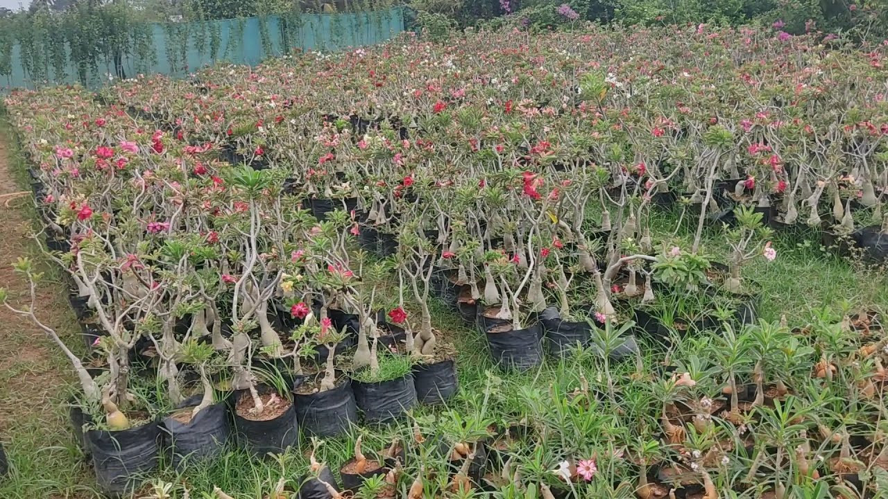 Adenium Flowering Plants at Trichy Farm for Beautiful Terrace Gardens ...