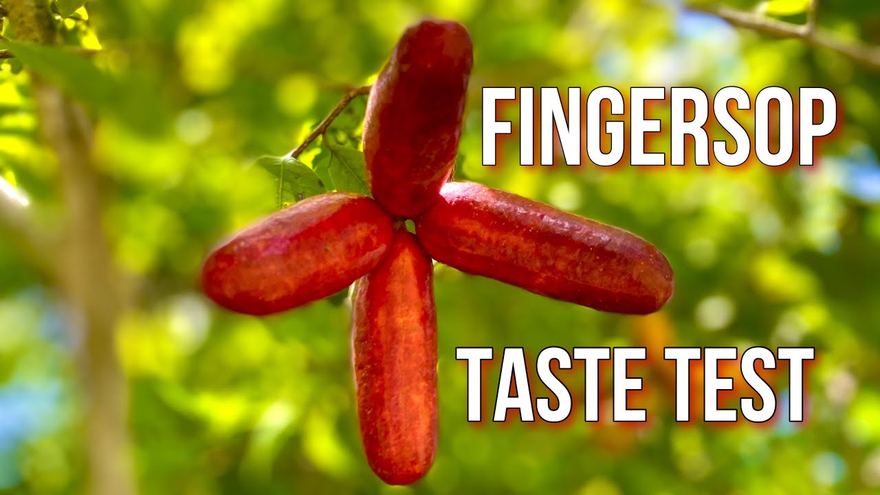 Tasting the annona Fingersop fruits - YouTube