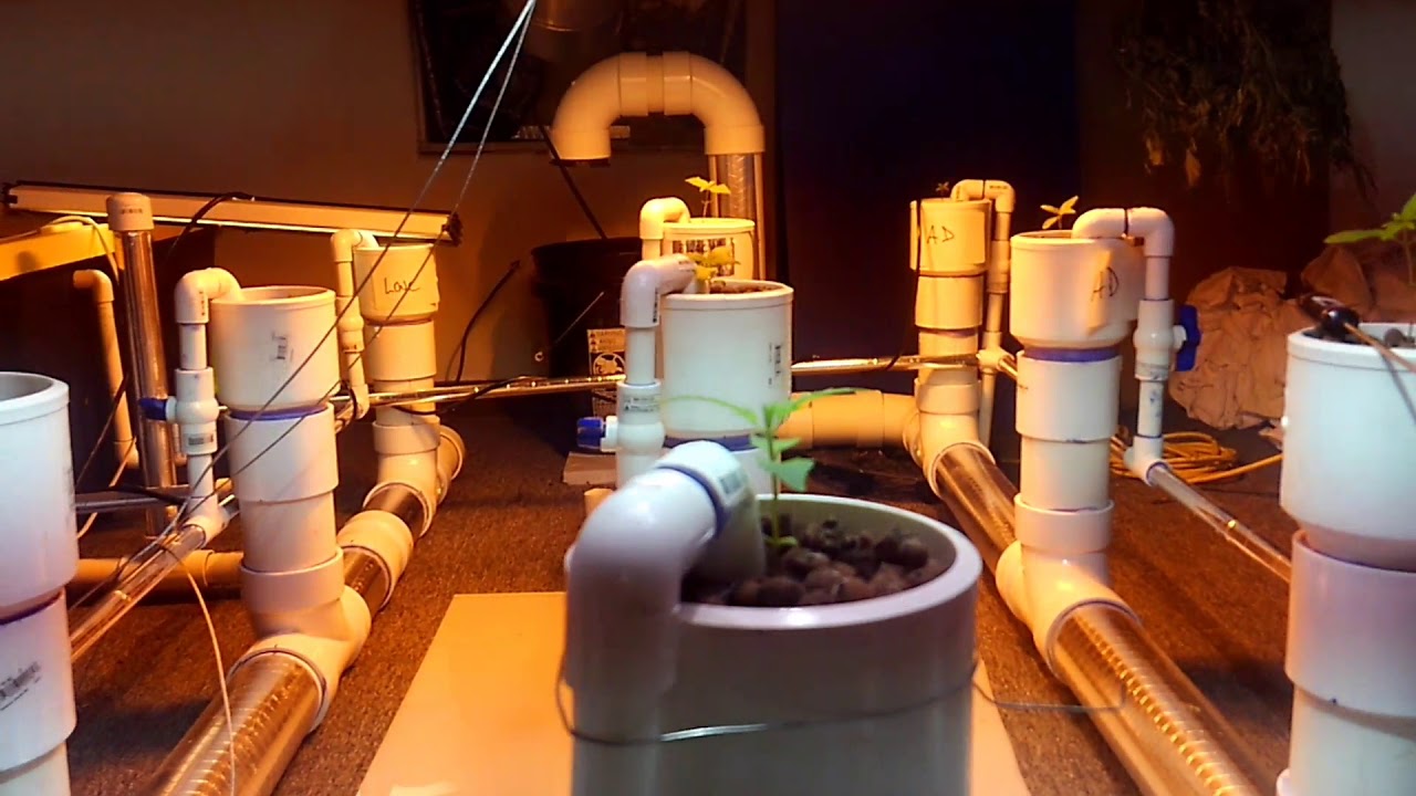 Hydroponics experiment 101 - YouTube