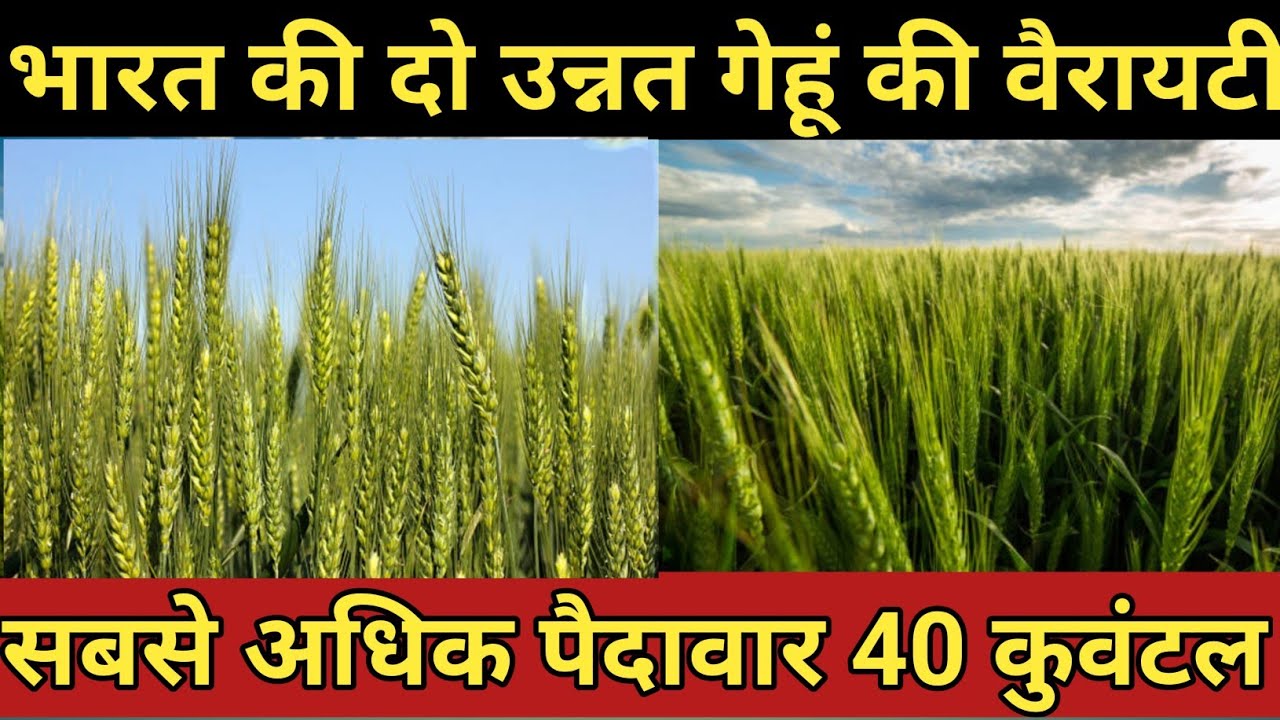 गेंहू की दो उन्ननत किस्मे/Gehu ki best variety/gehu ki top variety/gehu ...