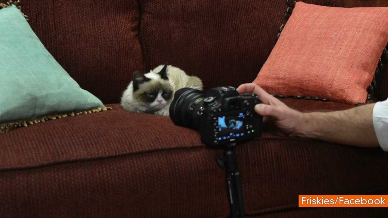 Grumpy Cat Stars in Friskies Commercial - YouTube
