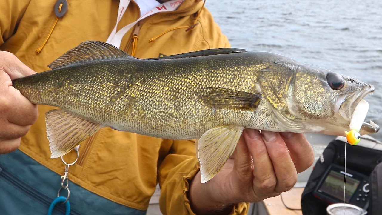 Amazing Walleye Jigging In Ontario's Far North - YouTube