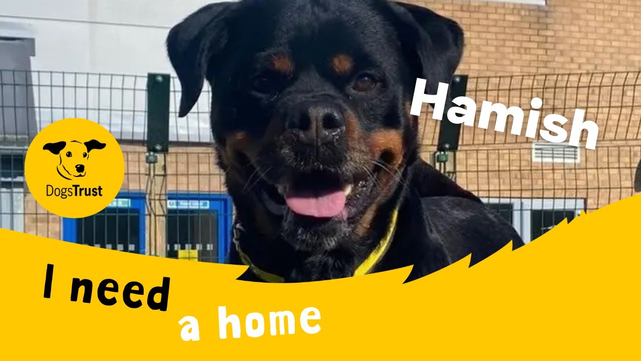 Hamish the handsome Rottweiler | Dogs Trust Manchester - YouTube