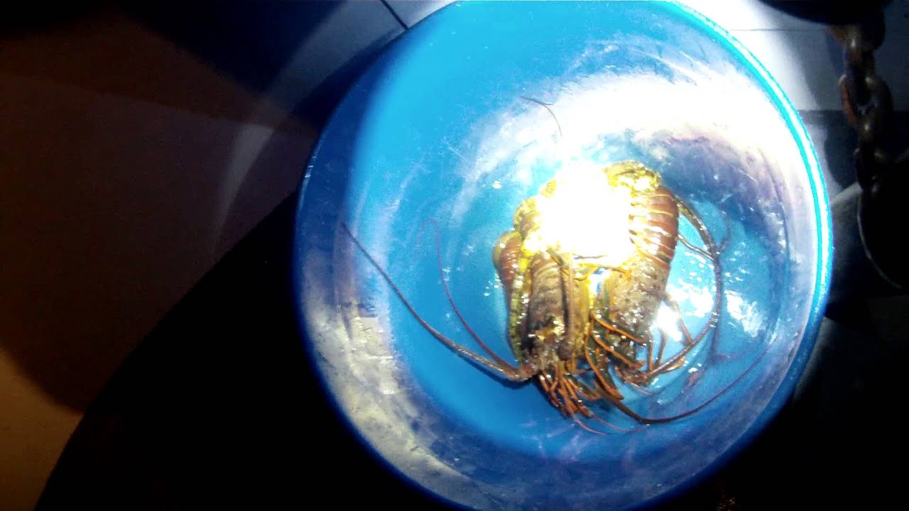 Slimy creature of the sea - YouTube