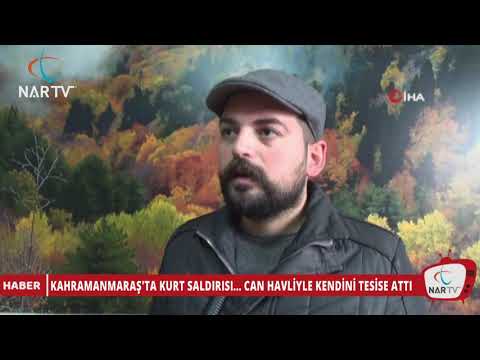 KAHRAMANMARAŞ'TA KURT SALDIRISI... CAN HAVLİYLE KENDİNİ TESİSE ATTI