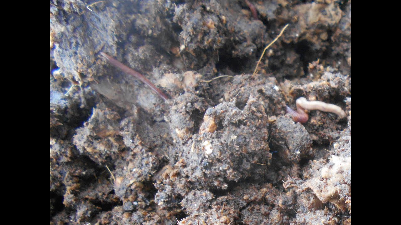 30-day old worm bin-This New Style, yields so much castings, I had to ...