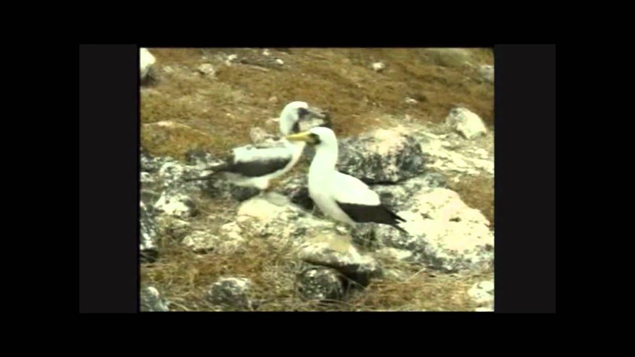 Archipiélago Revillagigedo (Isla Socorro, Isla Roca Partida e Isla ...