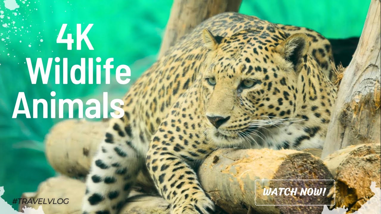 4K wildlife animals | Black panthers | Leopard | Rhinoceros - YouTube