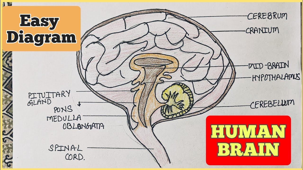 4. Human brain diagram | Easy Step by Step Diagram | Class 10 CBSE ...
