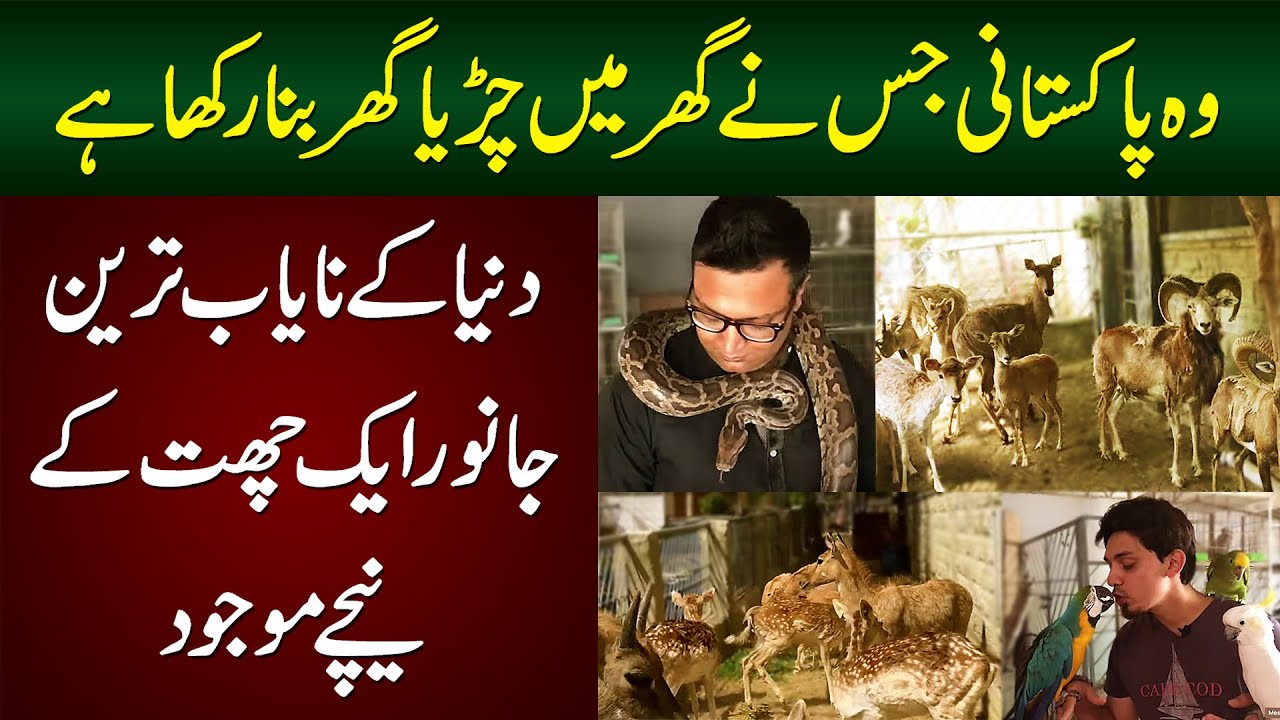 This Pakistani Has Amazing Mini Zoo in Home - Rear Animals and Pets in ...