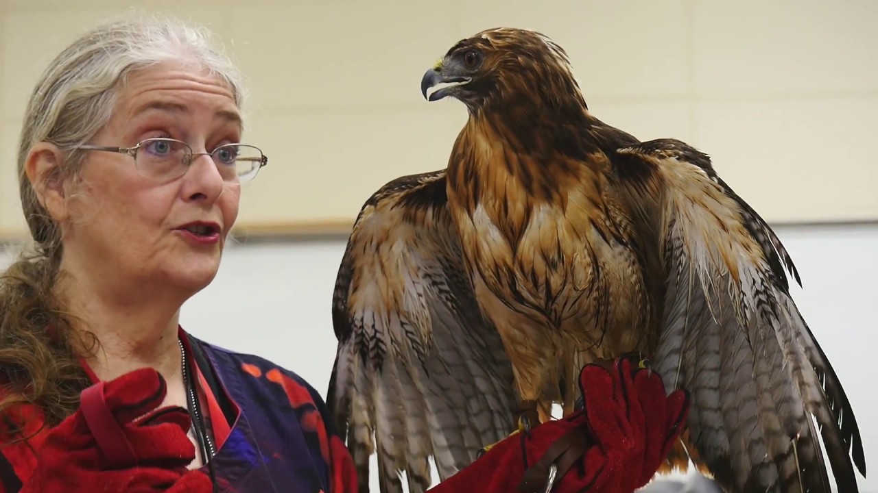 Dianna Sue Bryant, Wildlife Rehabilitator and Big Bend Wildlife ...