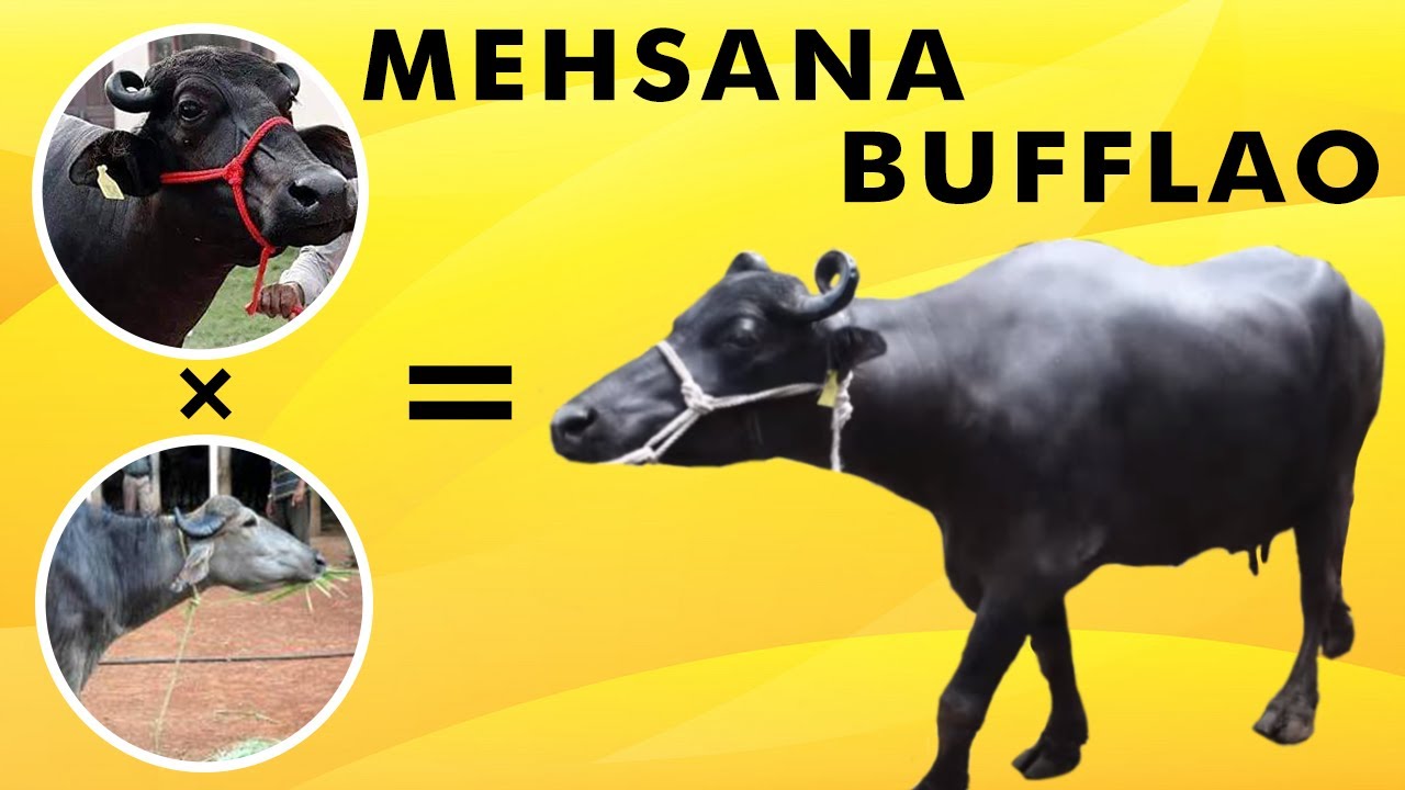 Mehsana buffalo - YouTube
