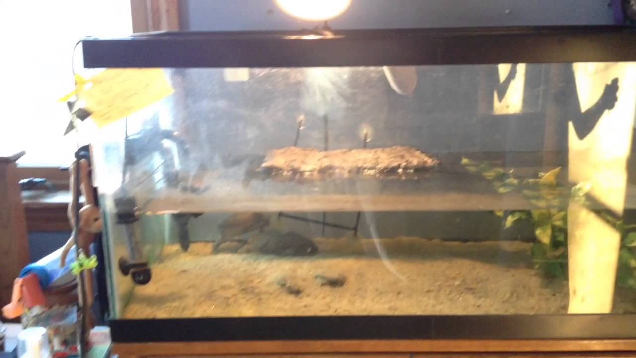 Turtle Room March 2015 - YouTube