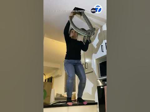 Queensland snake catcher pulls two sparring carpet pythons from roof ...