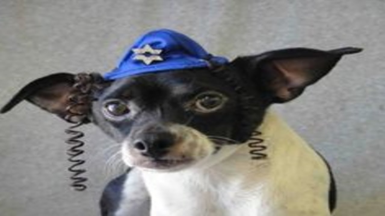 Jewish dog (meme) - YouTube