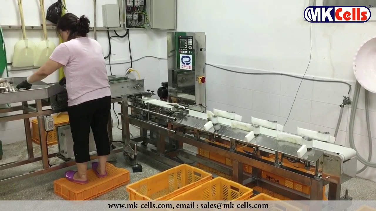 Mesin sortir otomatis untuk ikan sesuai berat - YouTube