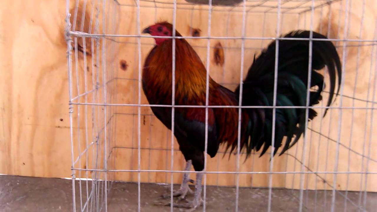 BrownRed (Mel sims) to Brownred (Wingate) - YouTube