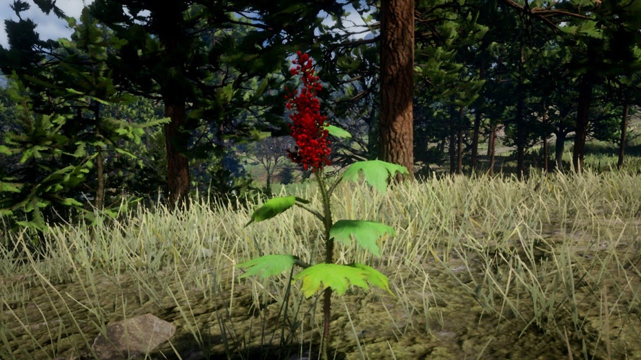 Red Dead Online - Ginseng do Alasca - Guia de localização plantas - YouTube