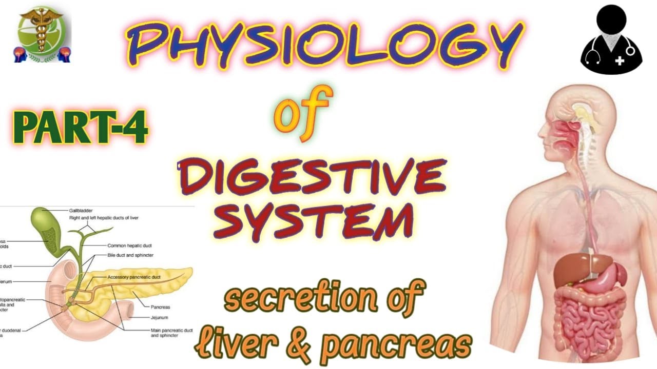 Digestive system l Part-4 l Liver an pancreatic secretion - YouTube