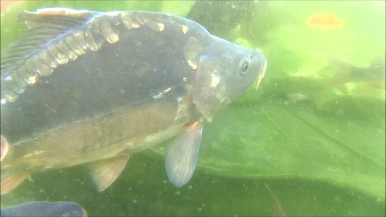 Garden pond (BIG CARP) !!! - YouTube