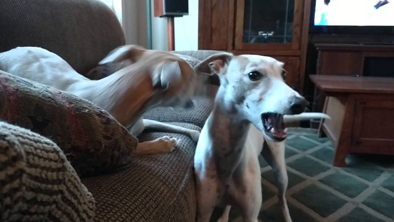 Bitey Face Theatre. - YouTube