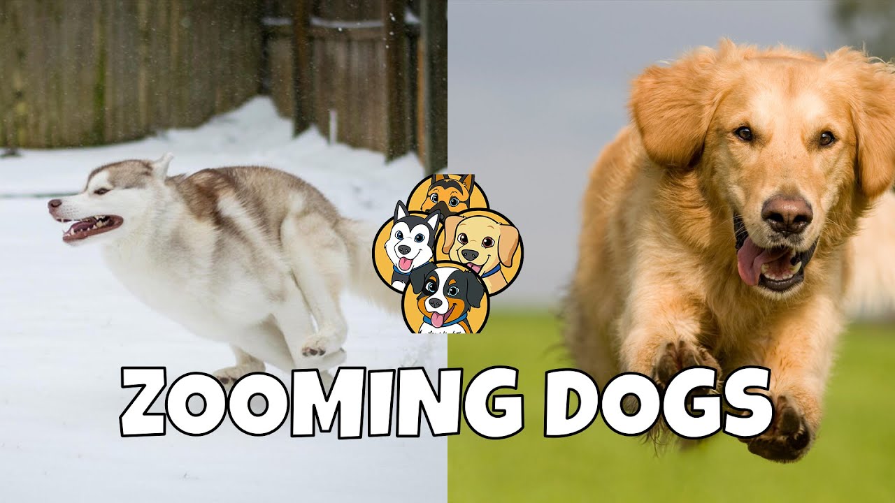 Dogs and puppies ZOOMIES compilation - YouTube