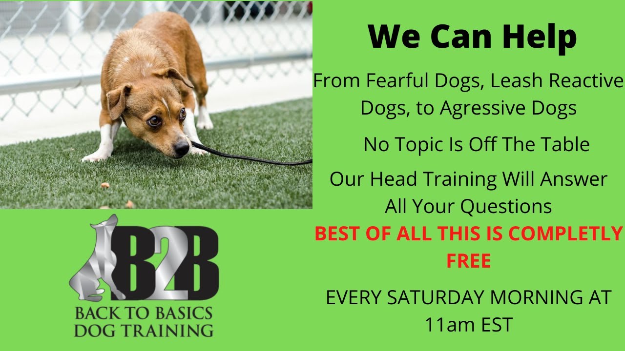 FREE Live Dog Training Q&A Session With Back To Basics Dog Training ...