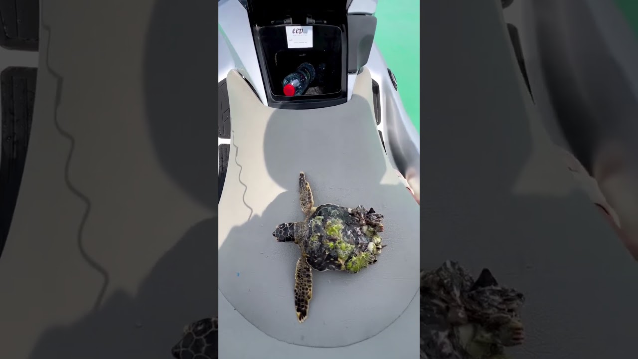 Kind man gently removes barnacles off sea turtle in Abu Dhabi