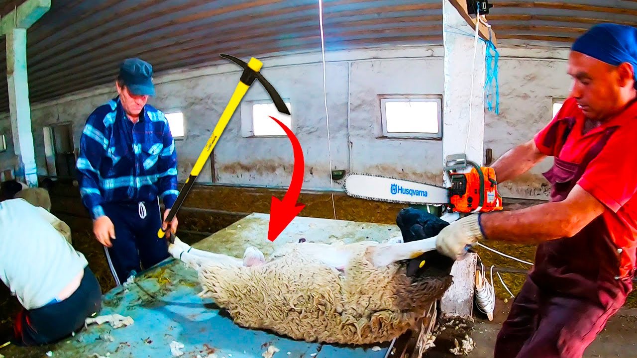 Shearing Overgrown Massive Ram - Advanced Amazing Sheep Shearing - YouTube