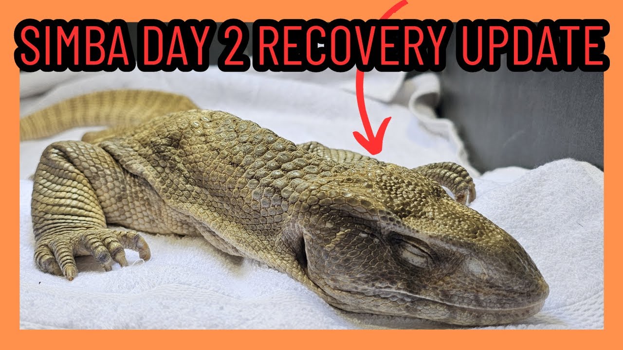 SAVANNAH MONITOR EMERGENCY SURGERY RECOVERY DAY 2 UPDATE | LIZARD ...