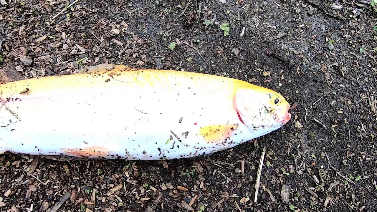 Lightning Trout Fishing at McAlpine Lake Hollister, CA ITGETSREEL ...