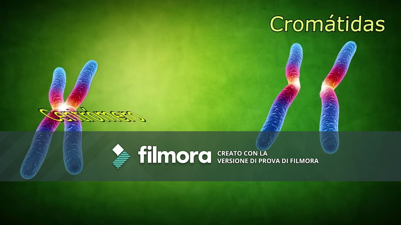 Genetica equina - YouTube