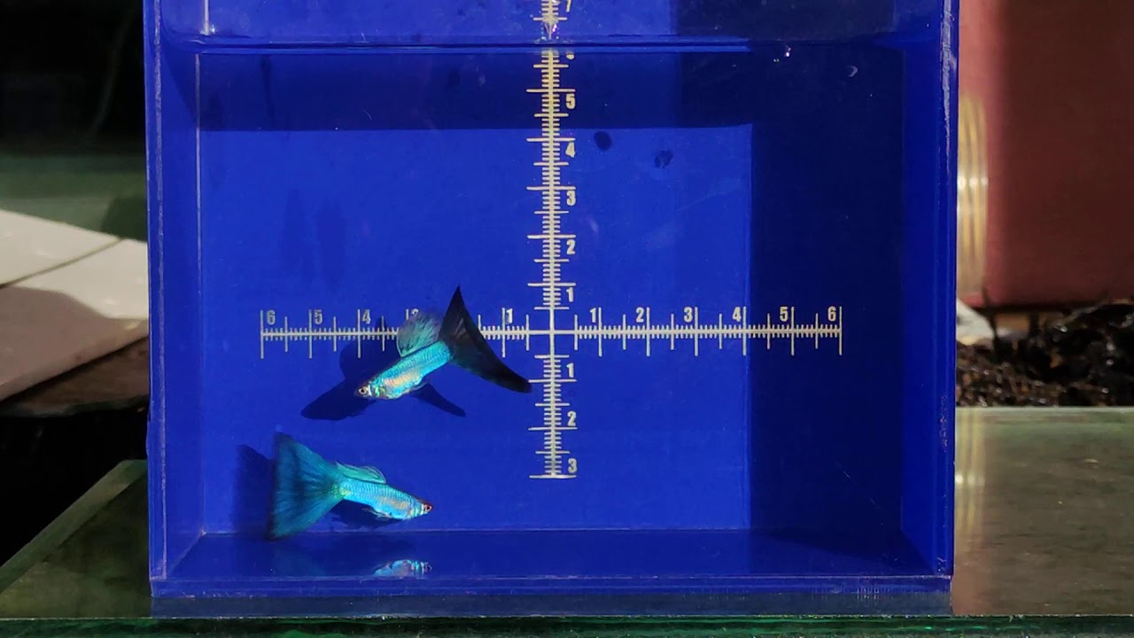 Singa Blue Blue Tail 3 months 10 days - YouTube