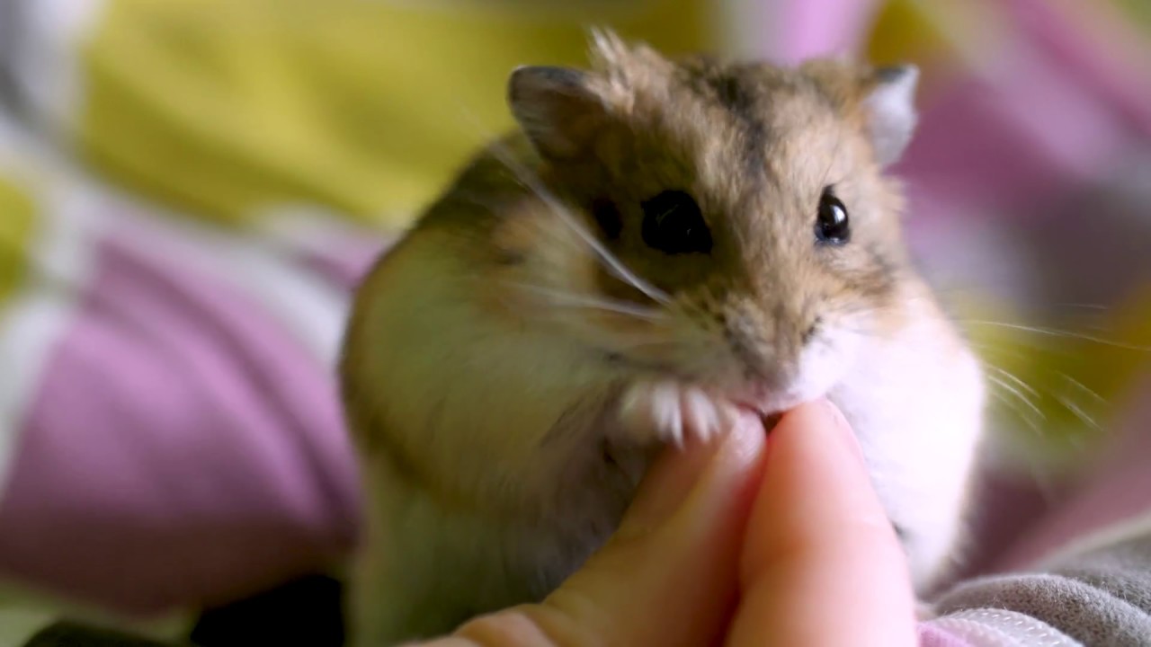 Tame Tame Taco Taco Hamster Hamster - YouTube