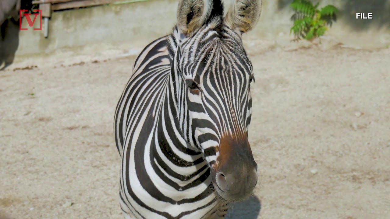 Reports of Zebra Bites Becomes Unexpected Case for Tennessee Police ...