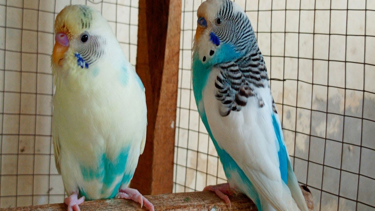 Over 12 Hours of Budgies Playing, Singing and Talking in their Aviary ...