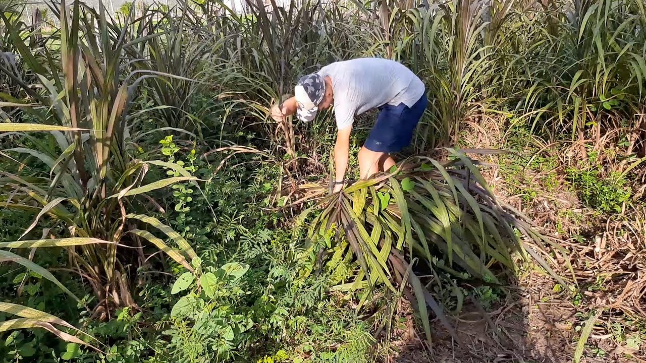 cortando capim forrageira para os cavalos . - YouTube