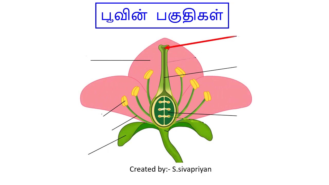 Tamil | parts of flower - YouTube